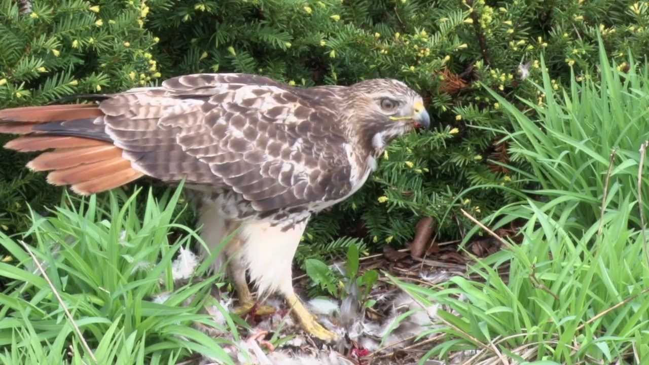 Red Tailed Hawk Eating a Duck - YouTube