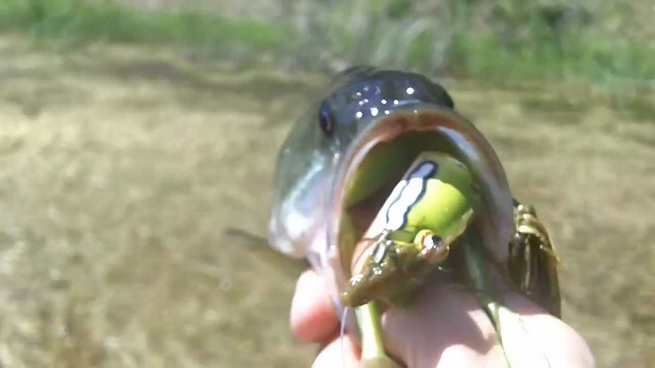 Largemouth on the River2Sea Dahlberg Diver Frog - YouTube