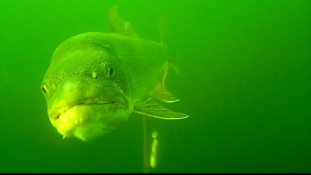 Underwater Lake Trout Strikes, Bites & Follows 2019 - YouTube