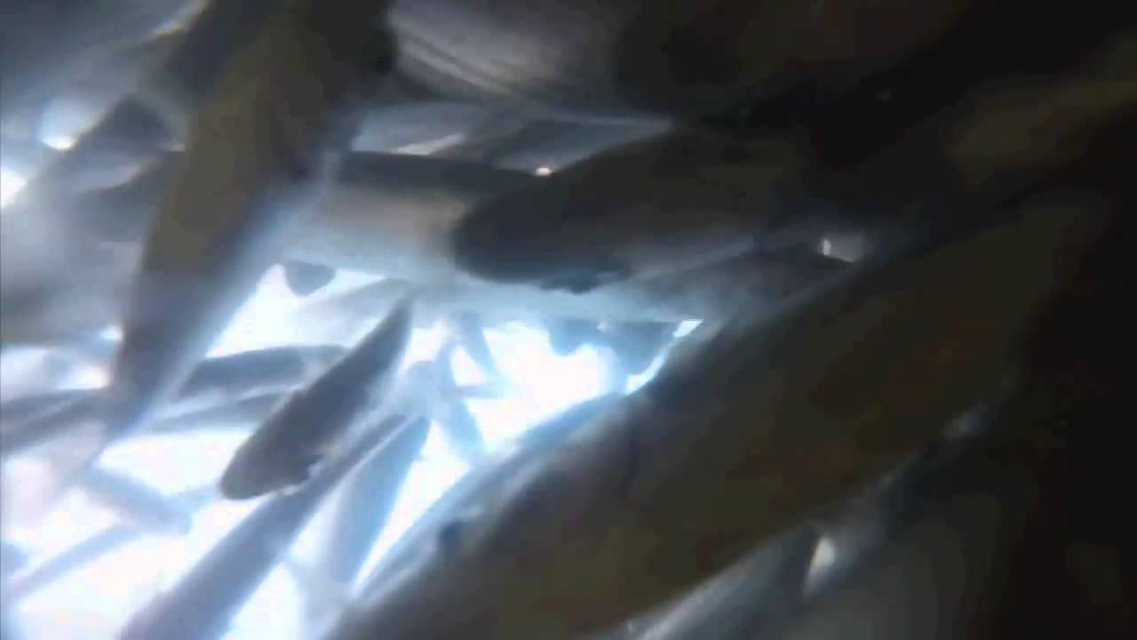 Harvesting Hybrid Striped Bass for Claytor Lake Stocking - YouTube