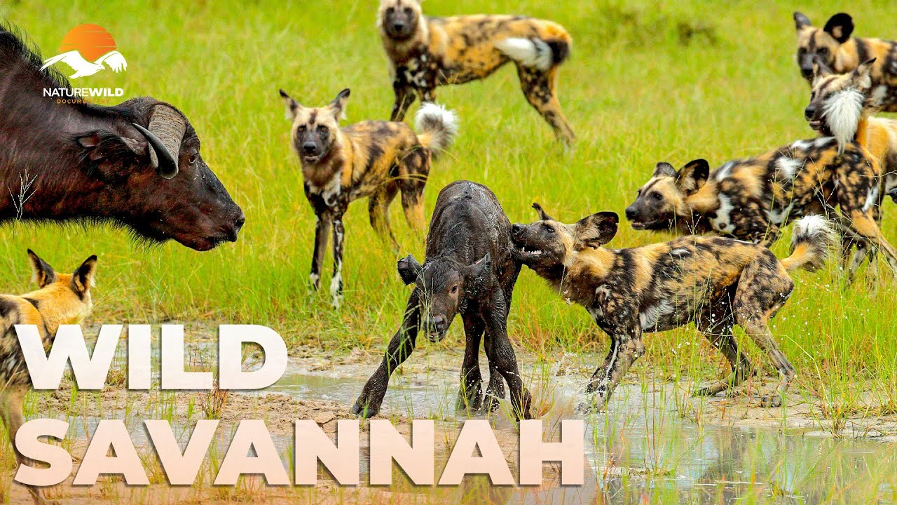 WILD SAVANNAH | African Wild Dogs: The Underdogs Who Rule the Plains ...