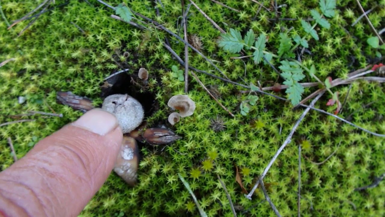 Astraeus hygrometricus, the hygroscopic earthstar, the barometer ...