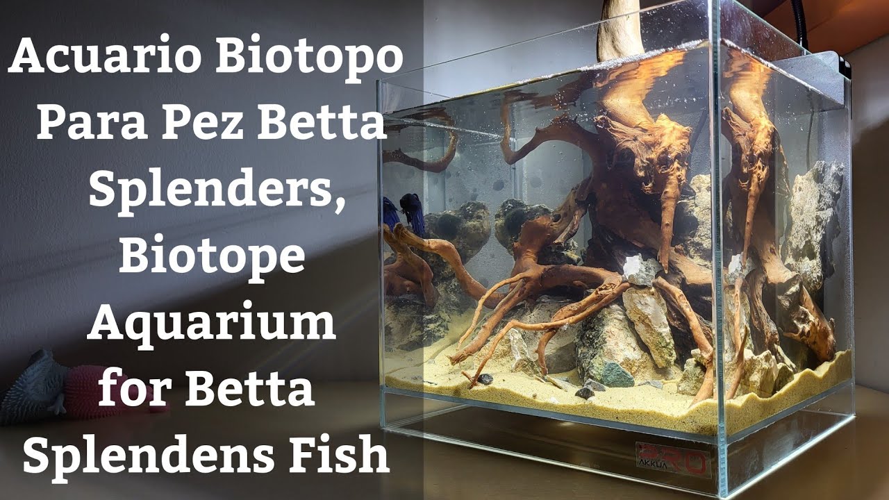 🔵 Acuario Biotopo Para Pez Betta Splenders,Biotope Aquarium for Betta ...