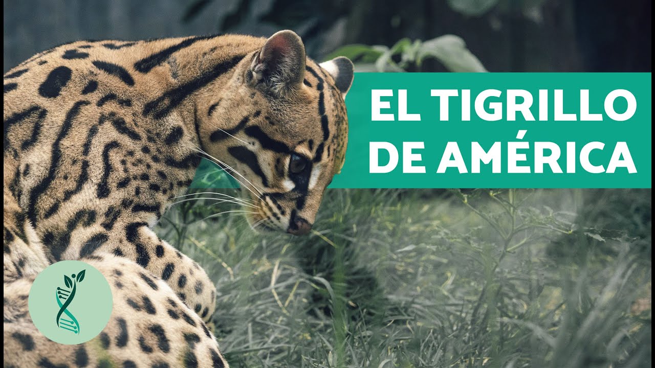 ¿De qué se ALIMENTA el OCELOTE? 🐆🐈 ¿ESTÁ el ocelote en PELIGRO de ...