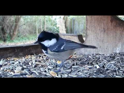 Cute Coal Tit - Niedliche Tannenmeise - Sød sortmejse - YouTube
