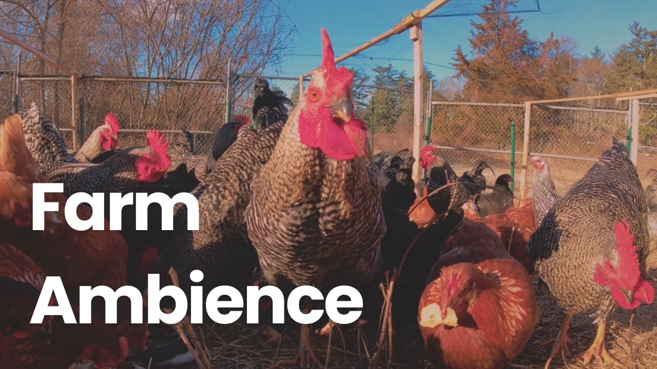 Relaxing Farm Ambience | Farm Animals Eating in the Winter (Farm Sounds ...