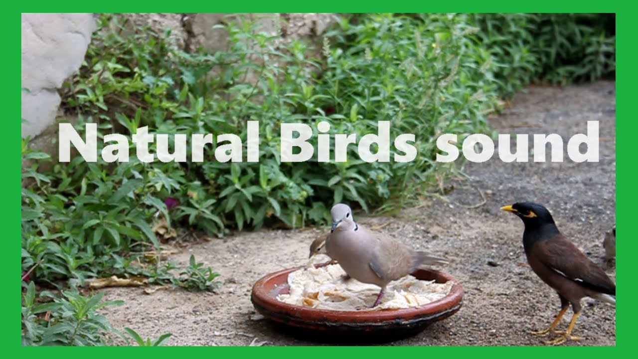 Natural Birds sound #birds #birdsounds #waterfallsounds #watersounds ...