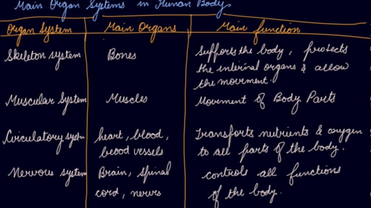 Main Organ Systems in Human Body | Class 6 Biology Body Movement - YouTube