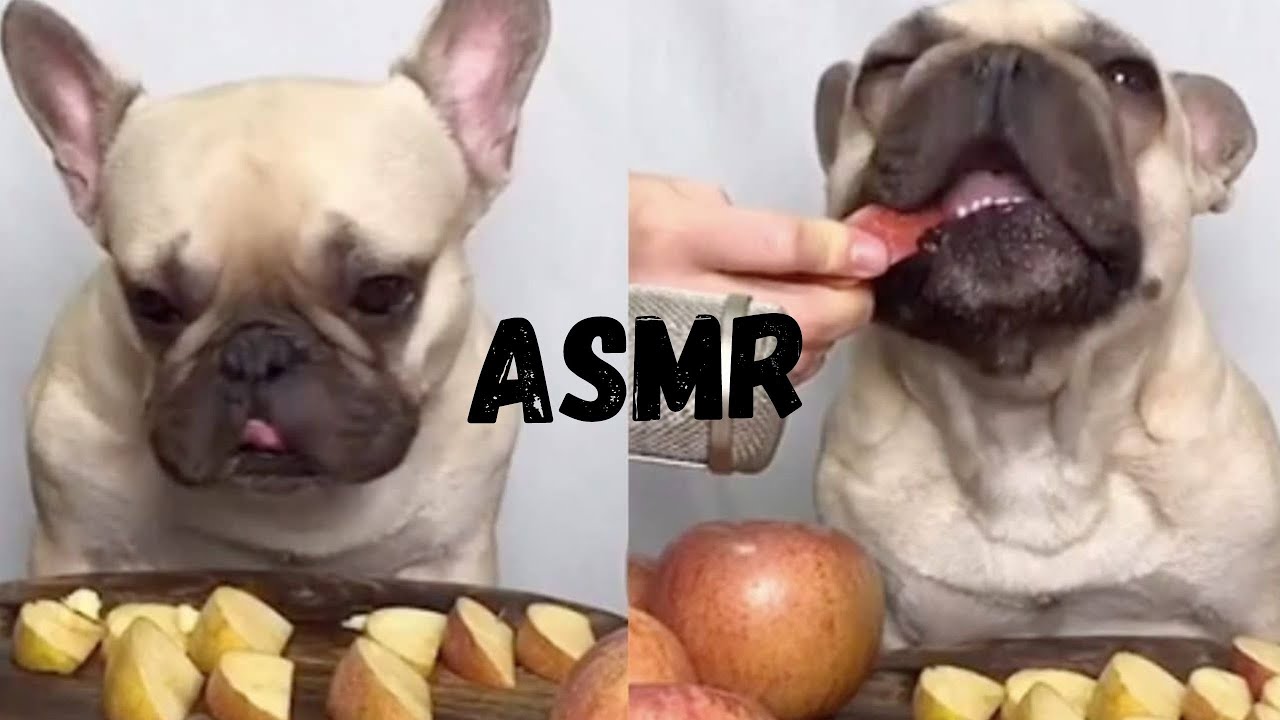 ASMR Eating | ANIMAL EDITION 🐼🙈😸🐶 - YouTube