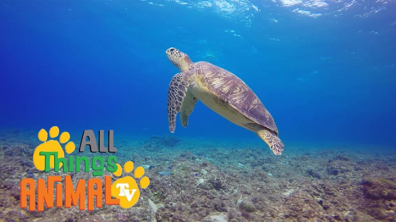 TURTLE: Animals for children - Kids videos - Kindergarten - Preschool ...