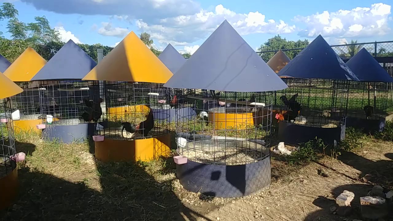 Traba De Gallos Dominicanos