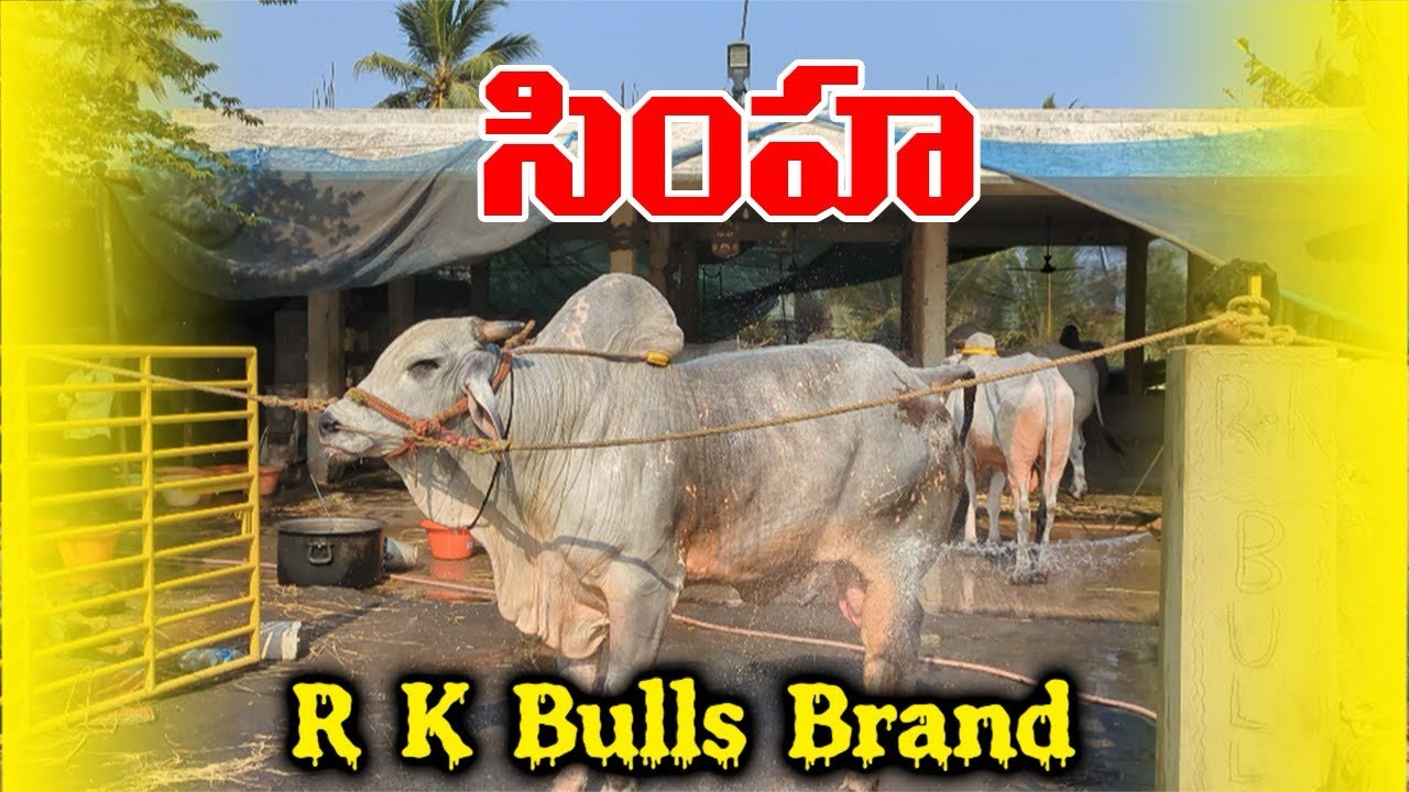Simha | R K Bulls | Vetapalem | Bulls Of Andhra - YouTube