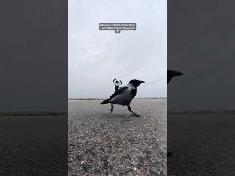 fed the crows once now they’ll never leave 🖤 #skatelife #crow #shorts