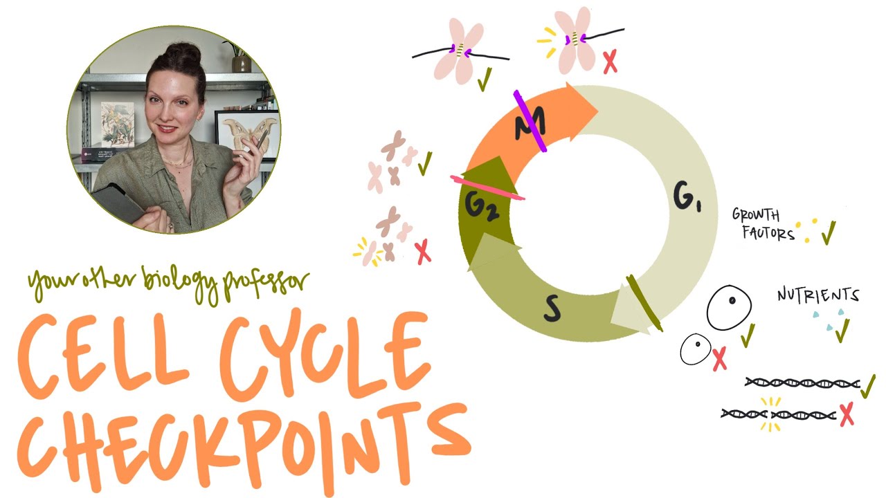 Let's Double-Check: Cell Cycle Checkpoints! - YouTube