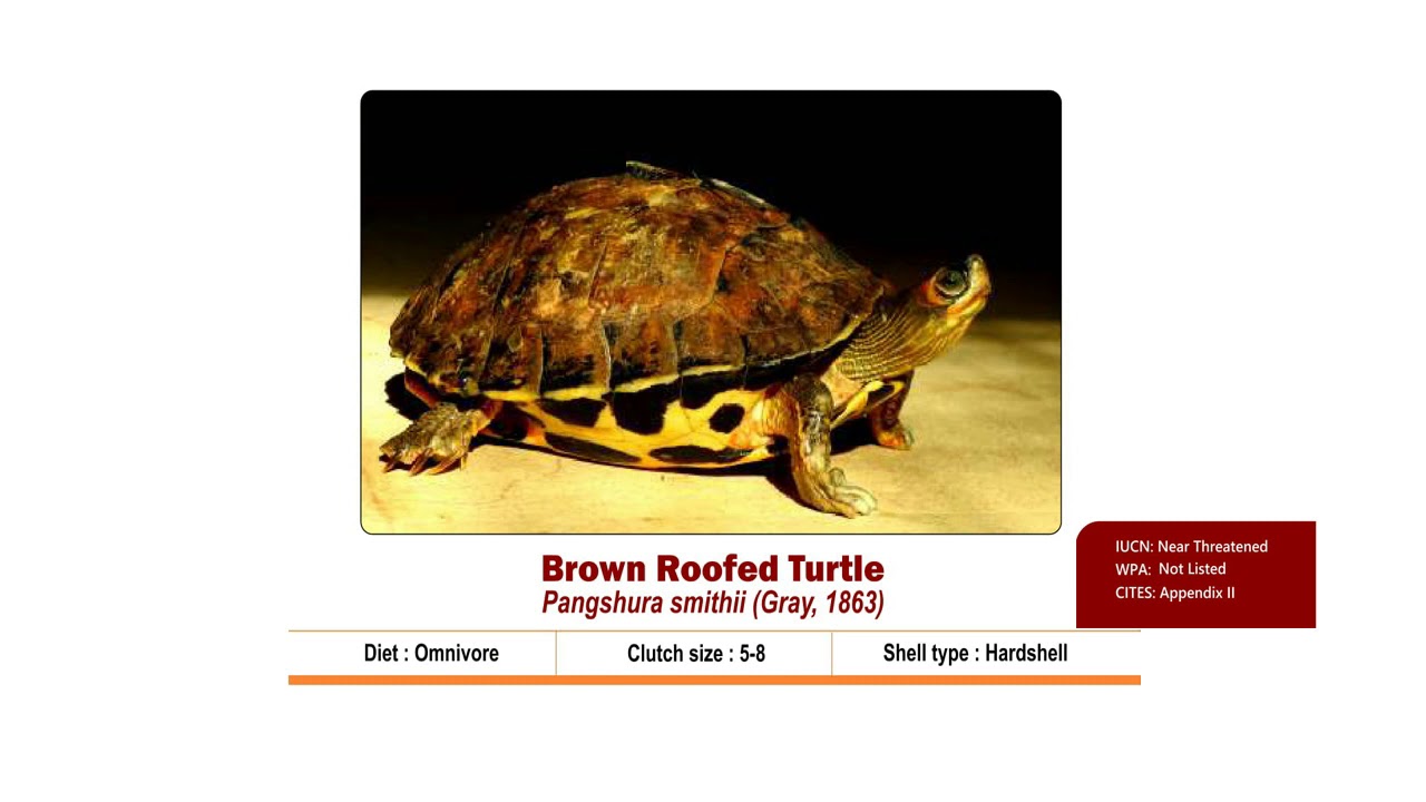 Chapter 2: Species attributes and identification (Chelonian ...