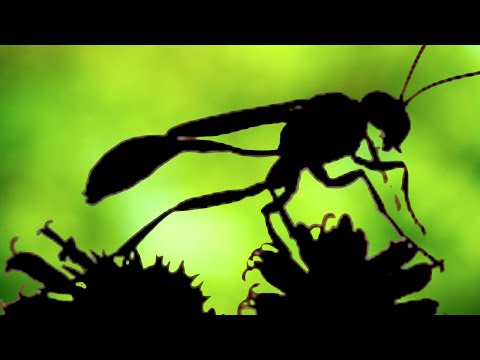 Strange Spider Wasp Behavior