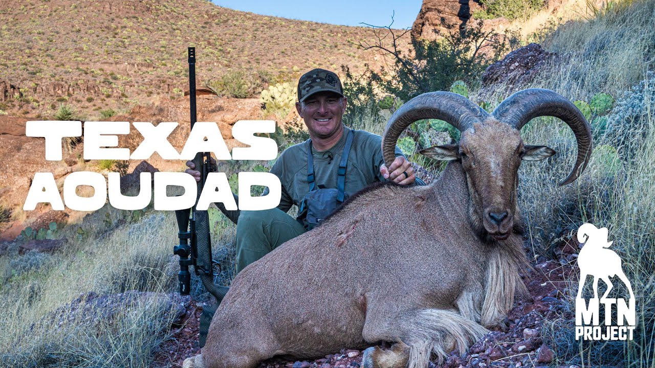 Texas Aoudad Hunt: 5 aoudad rams in about as many days. - YouTube