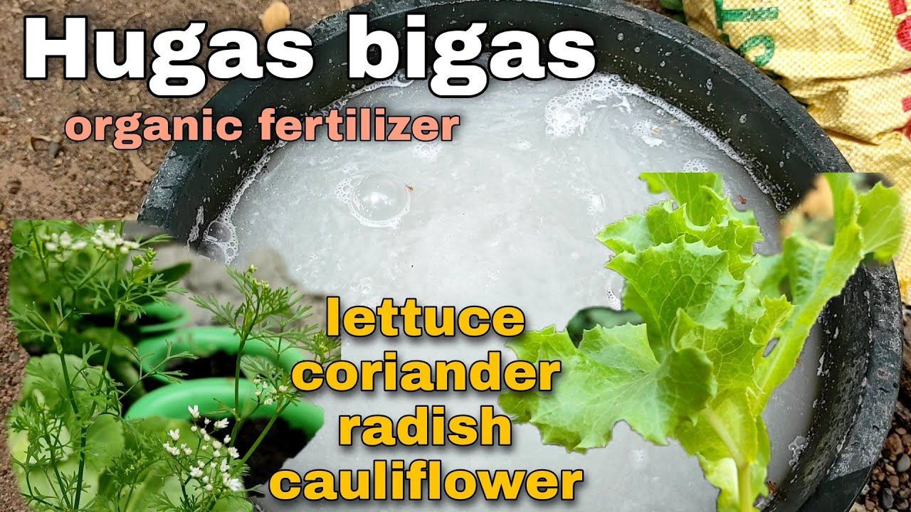 HUGAS BIGAS ORGANIC FERTILIZER - YouTube