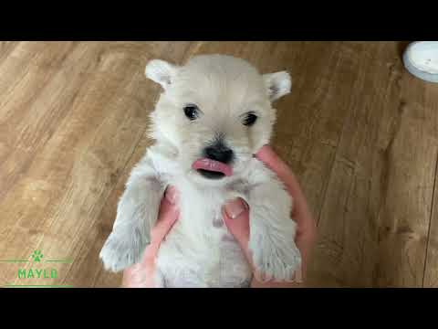 West Highland White Terrier from birth up to 8 weeks 🥰