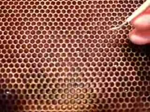 Presađivanje larvi-pčelarstvo Nahl.flv - YouTube