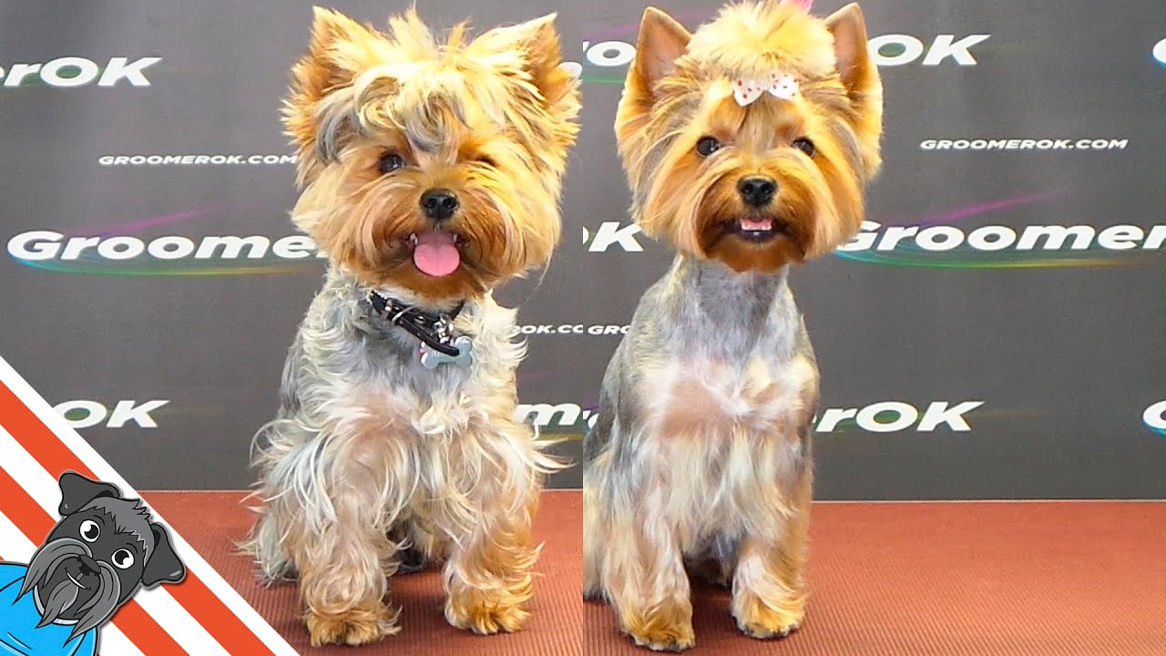 Yorkshire terrier - Grooming tutorial - YouTube