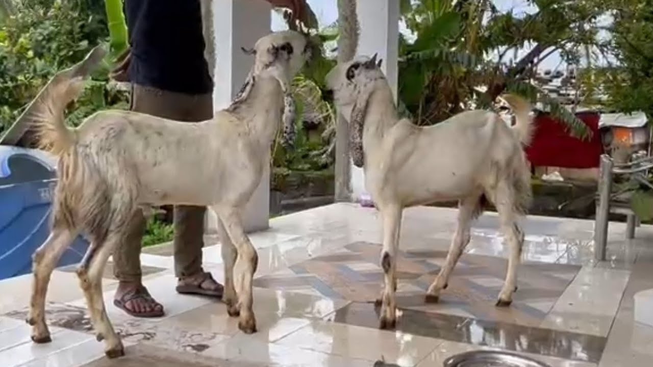 Kota Quality Jodi AT Mira Goat farm navi mumbai Sahil Muqri bhai - YouTube