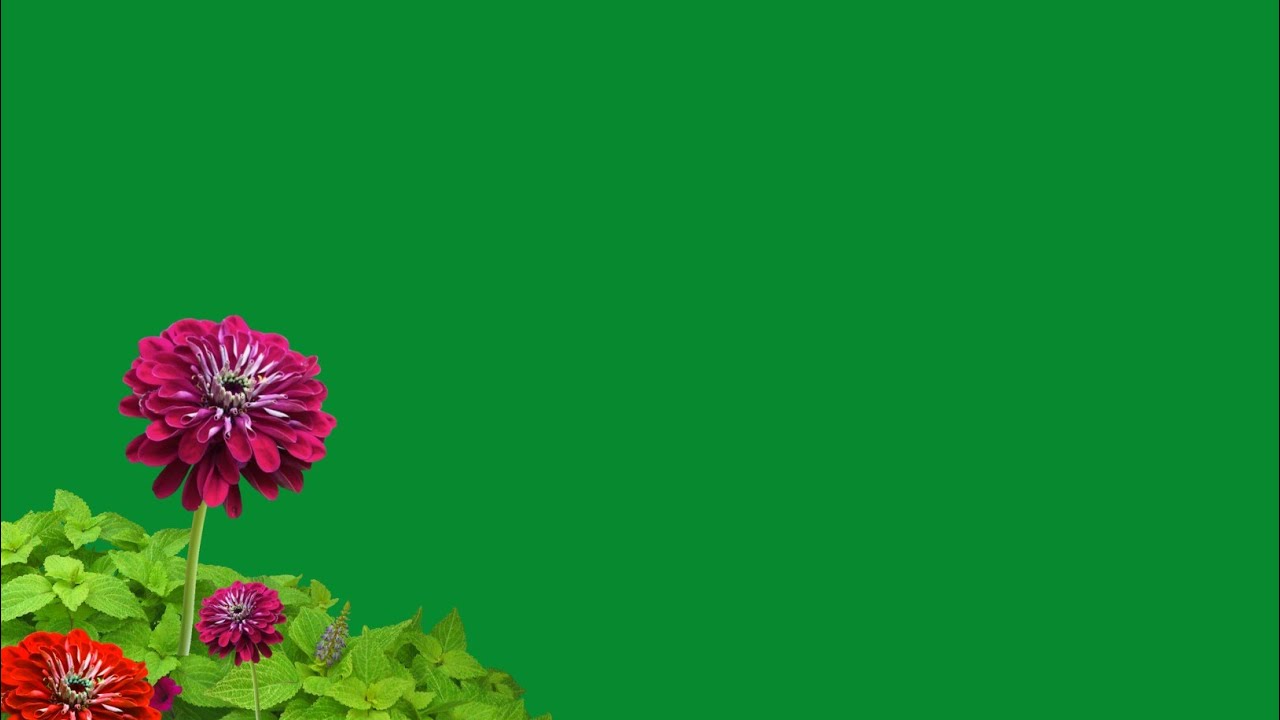 flower green screen no copyright | flower green screen video | flower ...