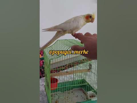 карелла ручной - YouTube