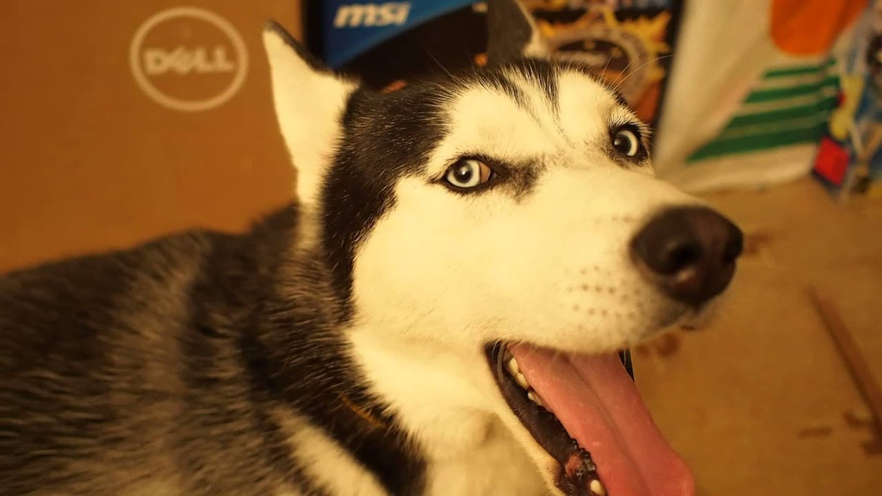 Siberian Husky sings songs - YouTube
