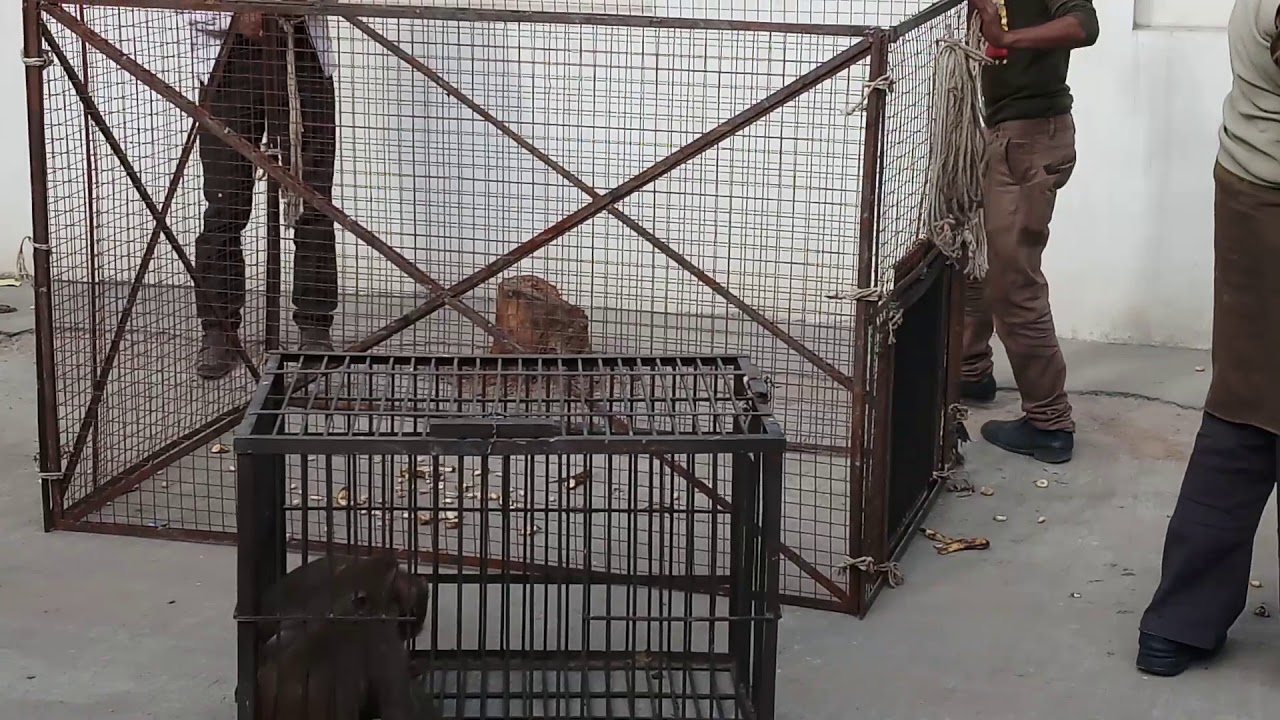 MONKEY CATCHER In Jaipur - YouTube