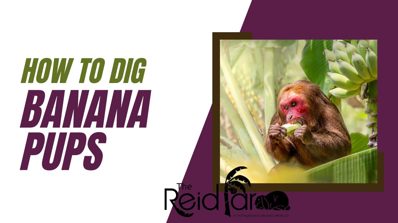 HOW TO PROPERLY DIG A BANANA PUP! - YouTube