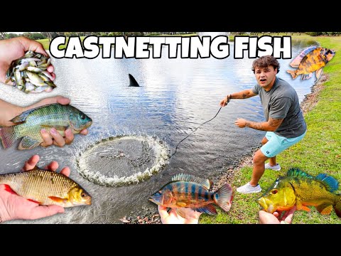 Netting HUNDREDS of EXOTIC FISH in POND!! (challenge) - YouTube