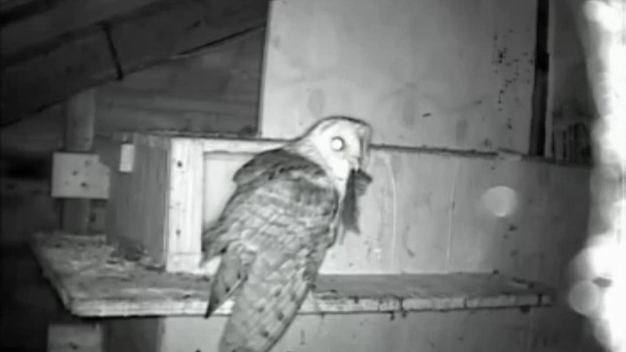 Kerkuil. Ma weg, 3 min. later Pa met muis.01.00 uur 7 juli 2017 - YouTube