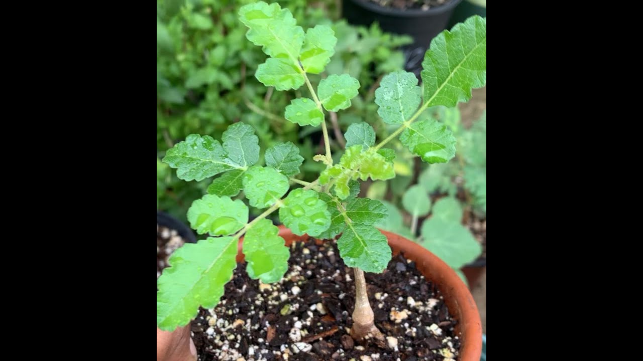 Growing my Frankincense tree - YouTube