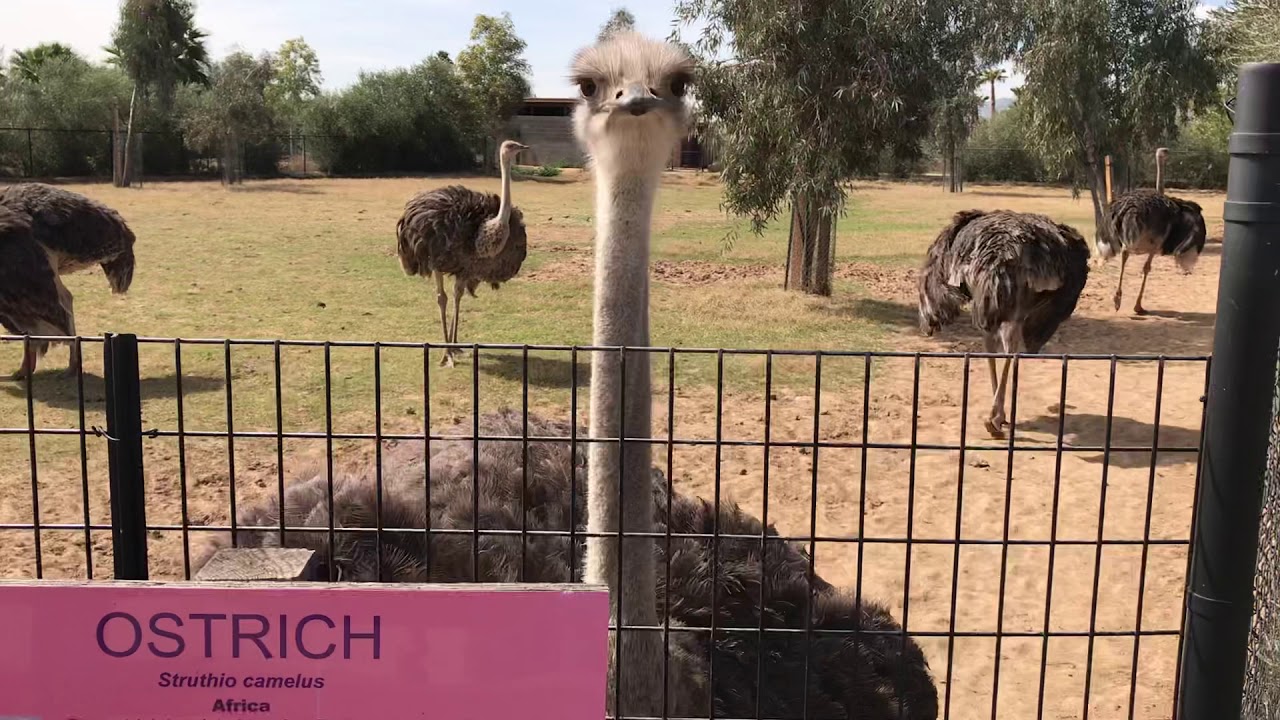 Sammi visits Wildlife World Zoo & Aquarium in Goodyear (March 6th, 2019 ...