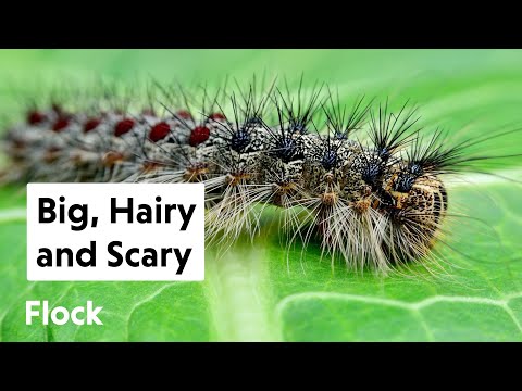 How to CONTROL GYPSY MOTHS — Ep. 032 - YouTube