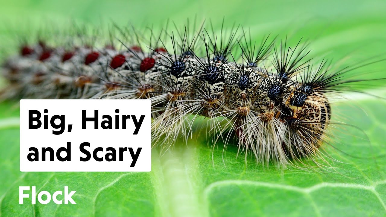 How to CONTROL GYPSY MOTHS — Ep. 032 - YouTube