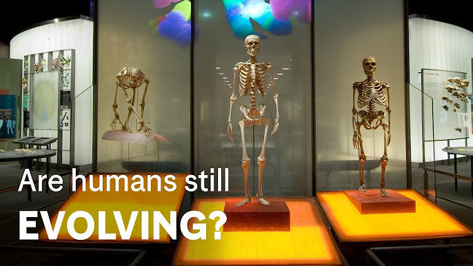 Human Evolution Youtube