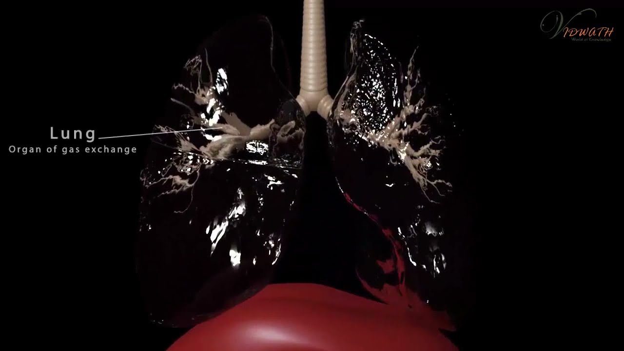 RESPIRATORY SYSTEM Urdu Language YouTube respiratory-system-urdu-language-youtube