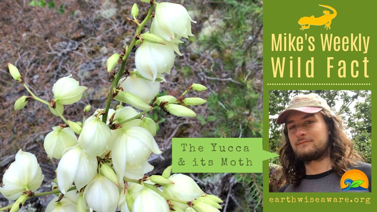 Yucca Moth Life Cycle Iowa Wildflower Wednesday: Yucca (Soapweed