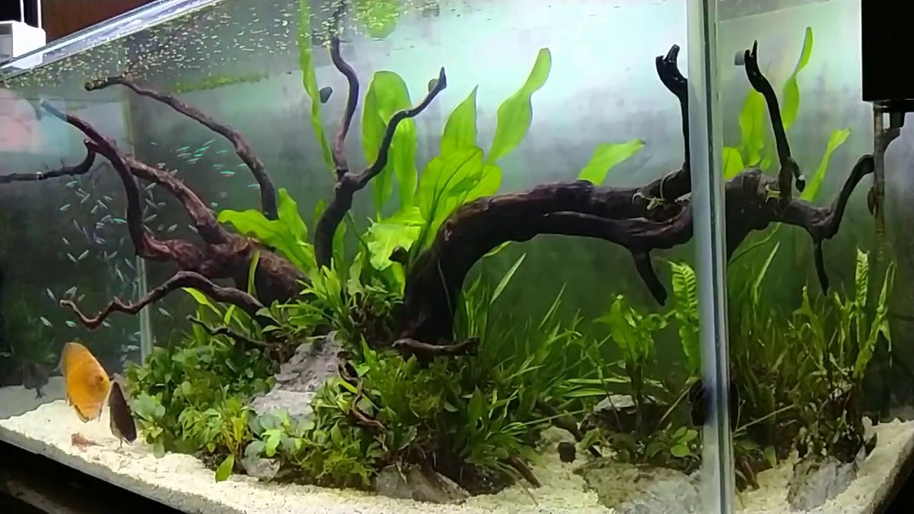 tank aquascape 80x40x40 simpel murah untuk discus & neon tetra - YouTube