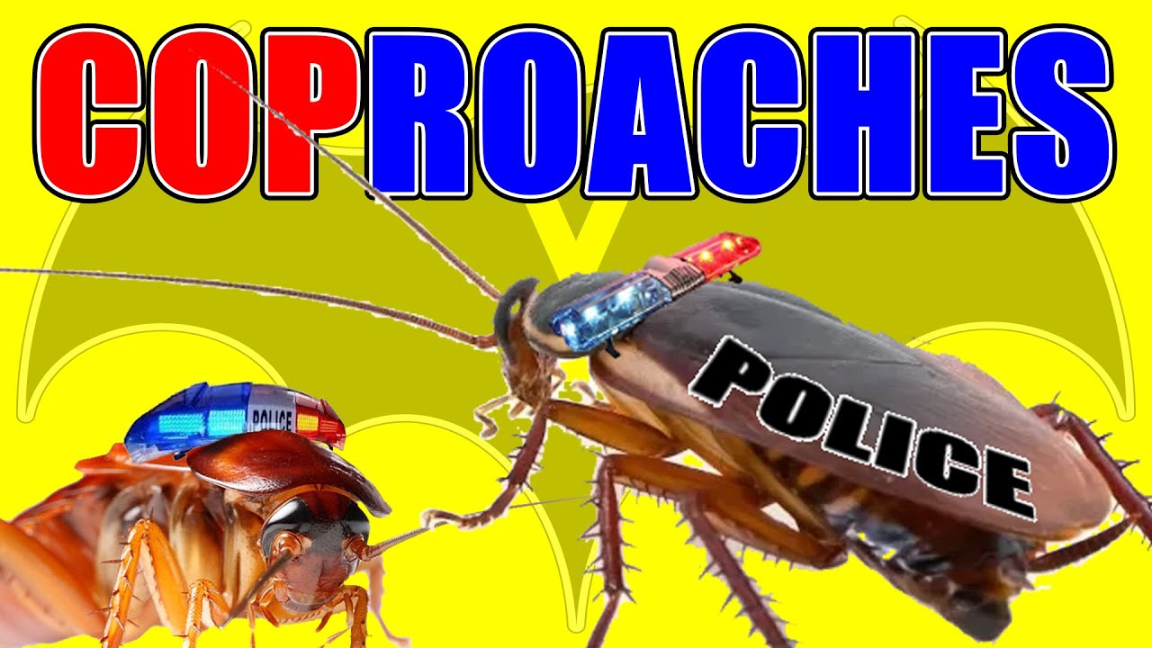 CopRoaches Scatter when the Camera Comes Out | COP WATCH FIRST ...