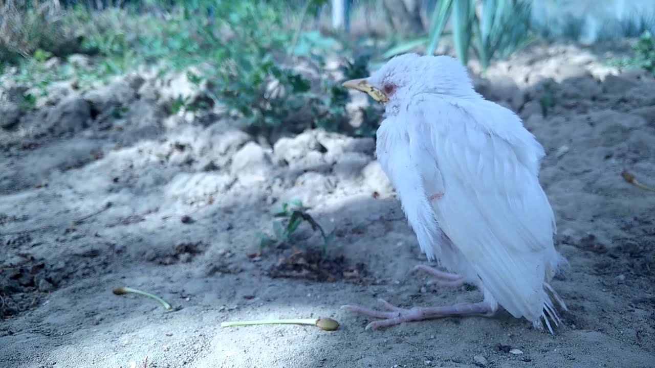 Merlo Albino (Turdus merula) - White Albino Blackbird - YouTube
