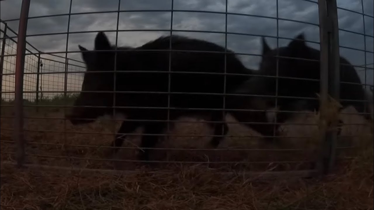 Trapping wild hogs. 6 wild boars and your Sunday morning wild hog ...