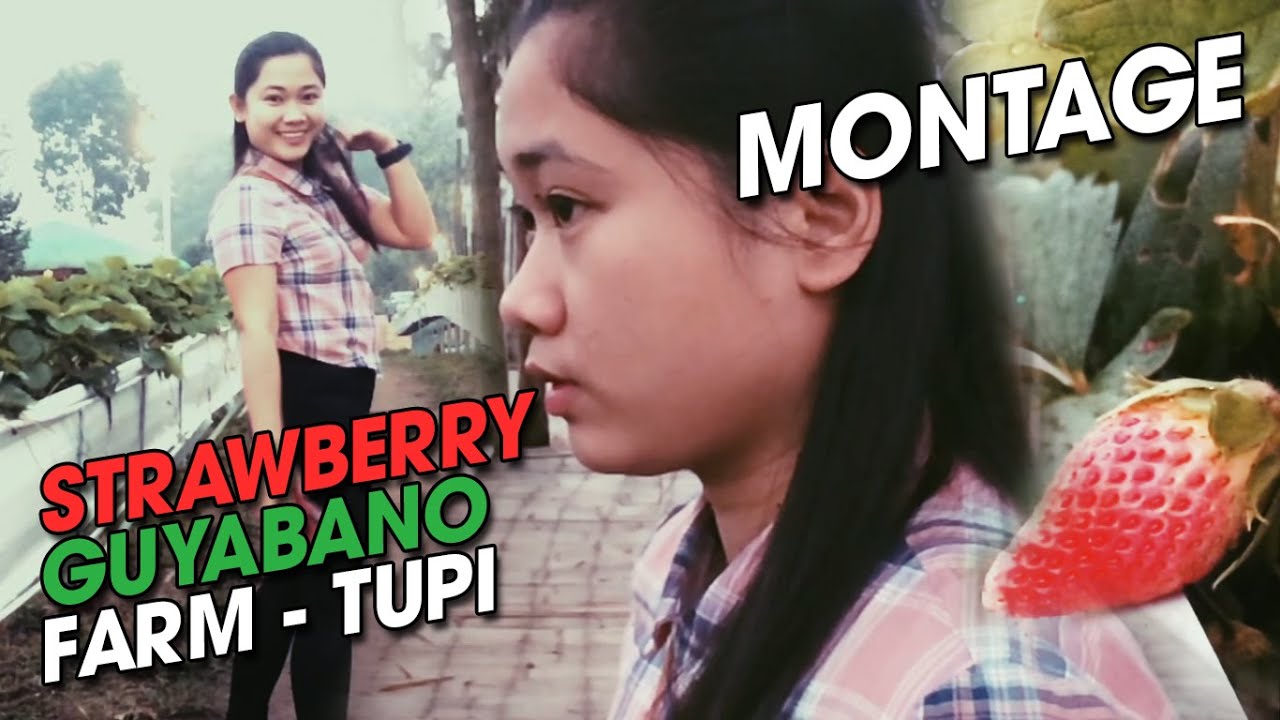 SG (Strawberry-Guyabano) Farm, Tupi, South Cotabato // thenameseph ft ...