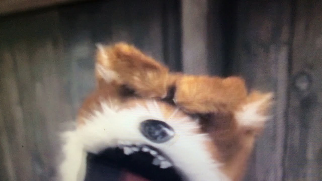 Otter murder (Halloween special) - YouTube