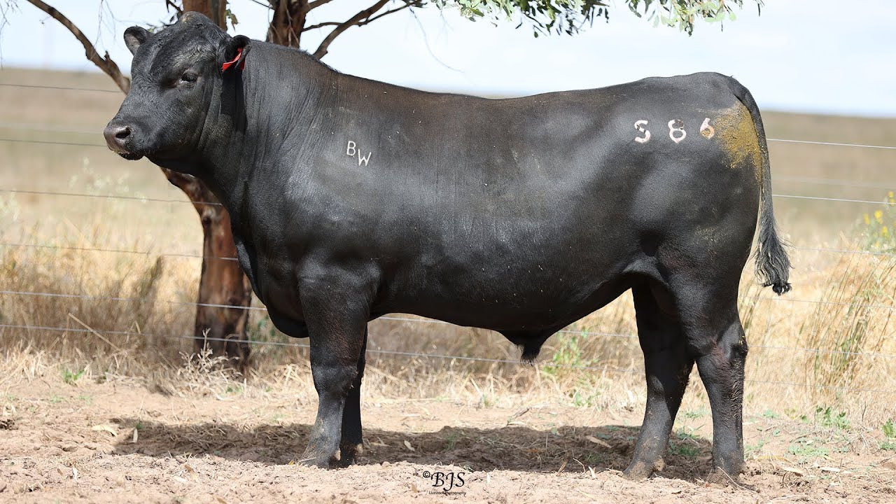 Lot 52 SDF21S86 Bull Oak Well 2023 - YouTube