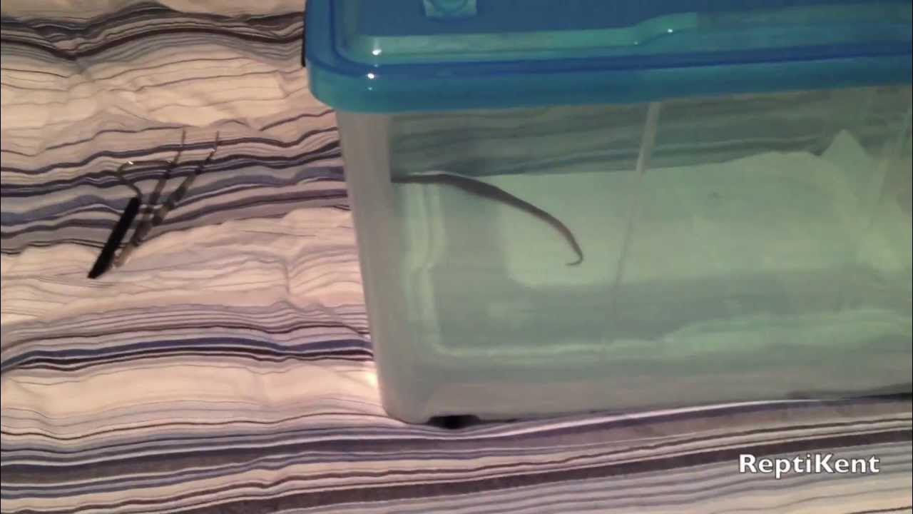 Pygmy Python Eating Again - YouTube