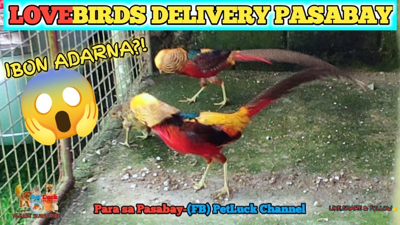 LOVEBIRDS DELIVERY PASABAY - YouTube
