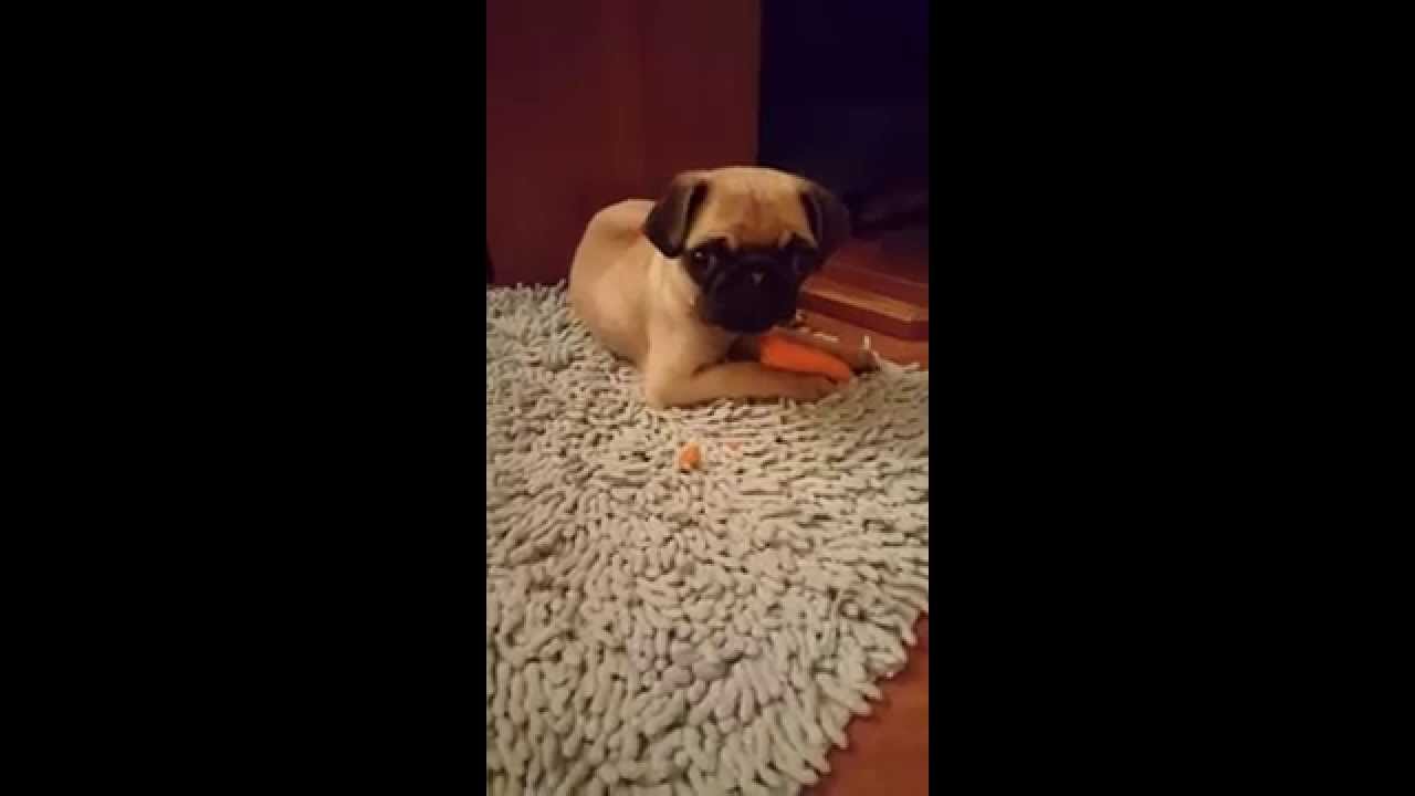 Pugs Bunny (pug eating a carrot like a rabbit) - YouTube